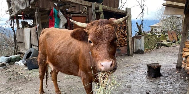 Türkiye-Gürcistan Sınırında Firari İnek Alarmı - Memurlar.Net