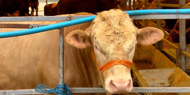 Bayrama 4 Gün Kala Kurban Pazarlarında Son Hareketlilik - Memurlar.Net